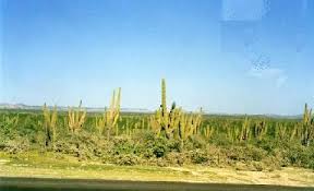 Ecosistemas de México: Matorrales