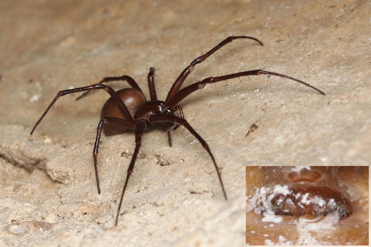 A Little Natural History: Okapi weevil