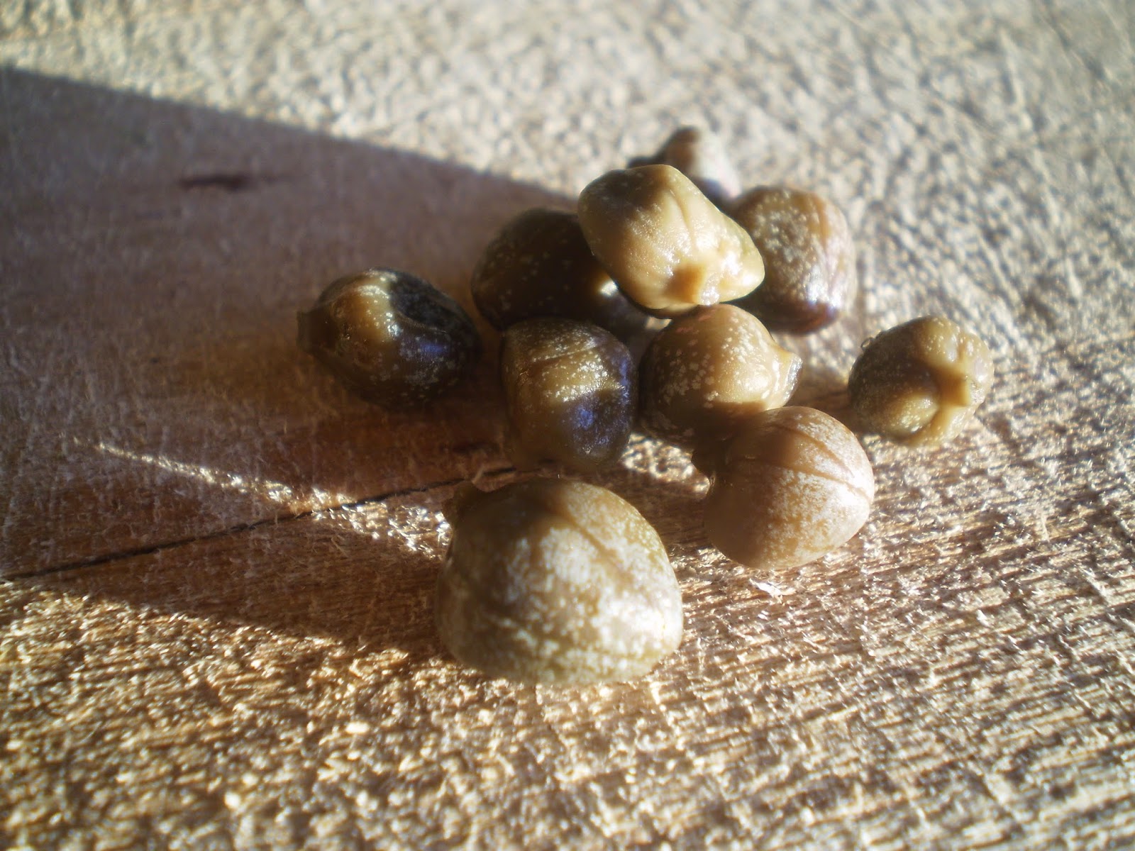 vinotava1: KAPERI - KAPERU ZIEDPUMPURI UN KAPEROGAS