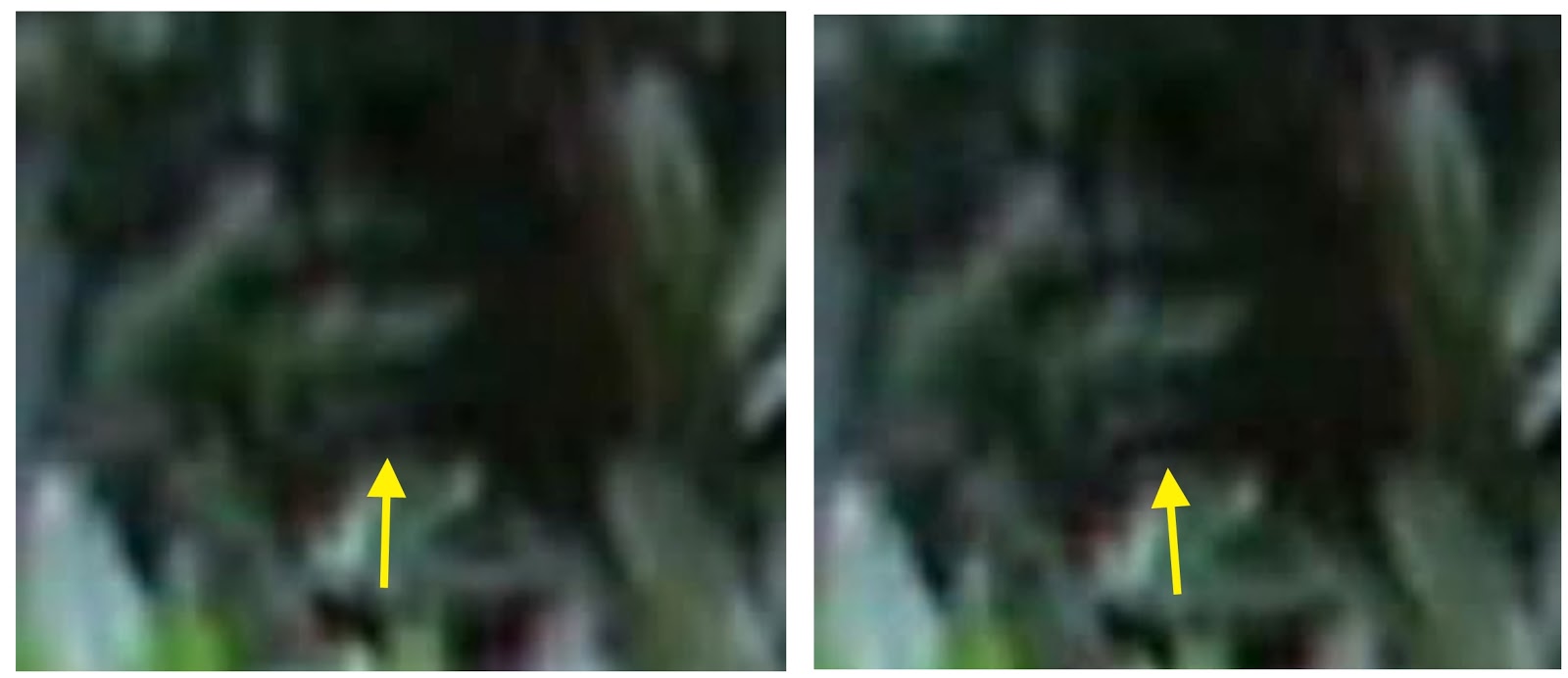 The Bigfoot Field Journal: Bigfoot in the Laurel - Closer Look