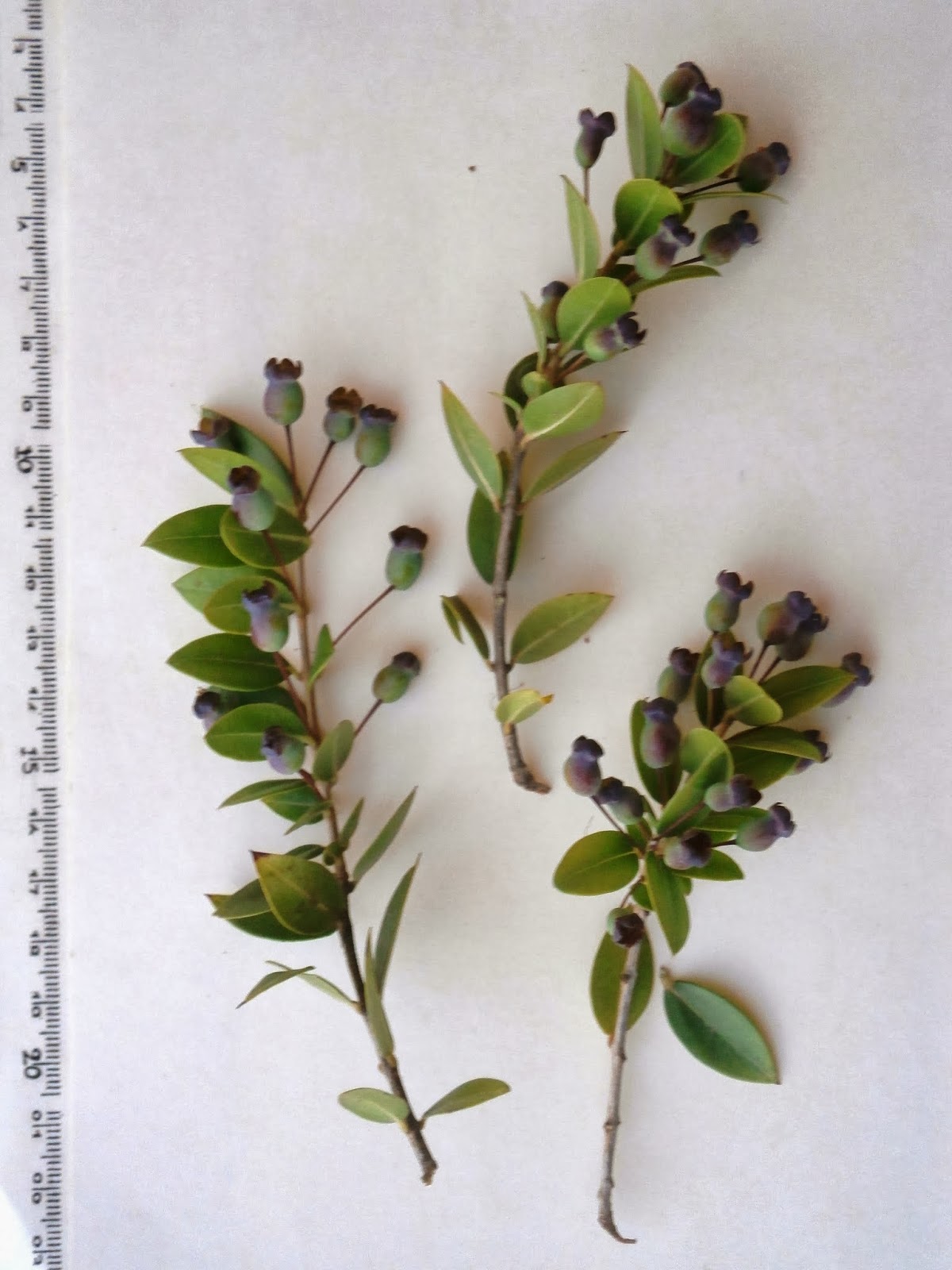 HERBARIO VIRTUAL DE BANYERES DE MARIOLA Y ALICANTE: Myrtus communis ...