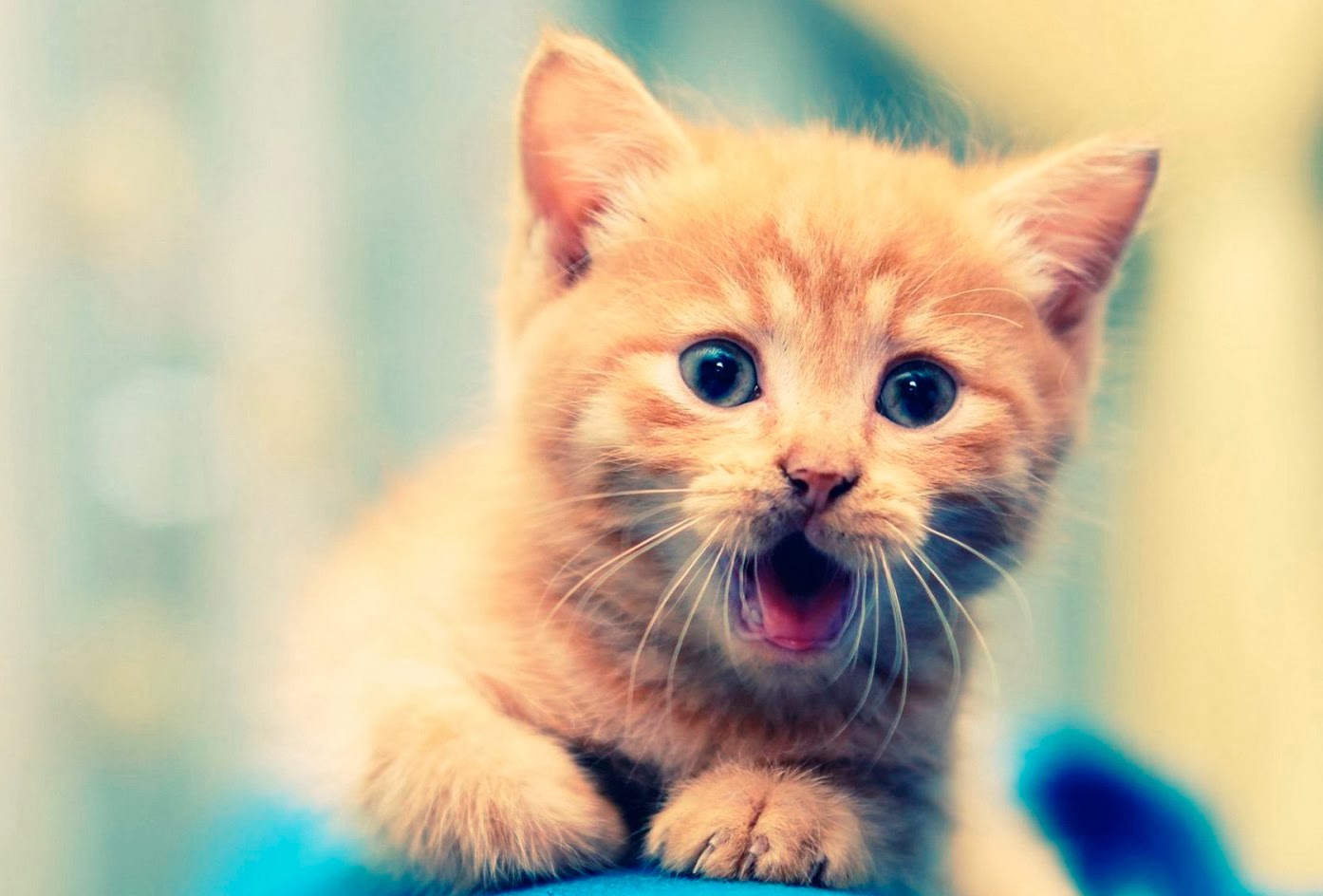 El maullido de un gato