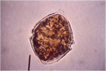 Klasifikasi Plankton | 'Azolla' Fish Farm