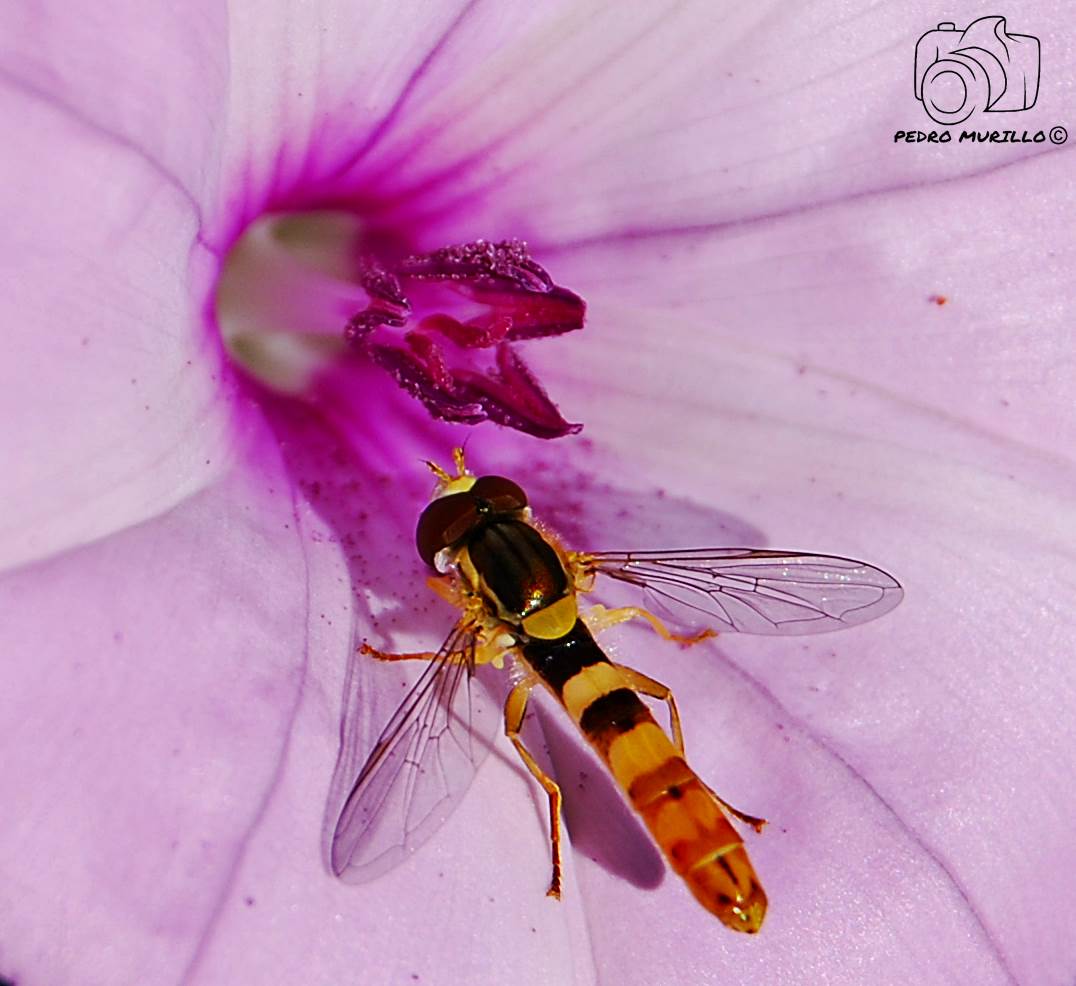 Las excursiones de Murillo "murillonature": Mas insectos al borde del ...