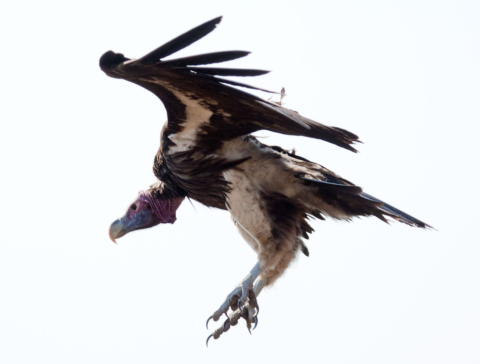 Photography and DVD by Gerhard: Birds