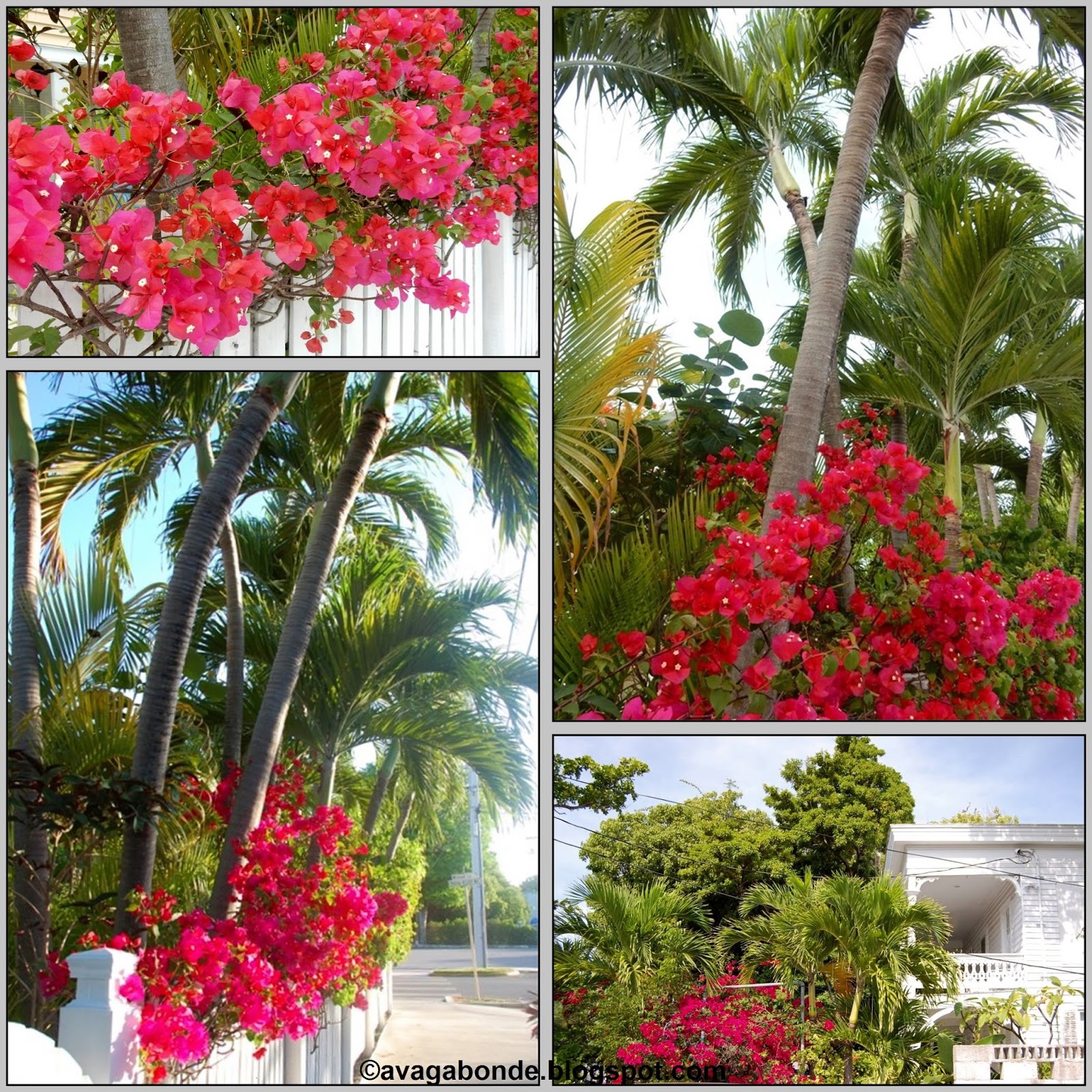 Recollections of a Vagabonde: Flowers in Key West, Florida and at home