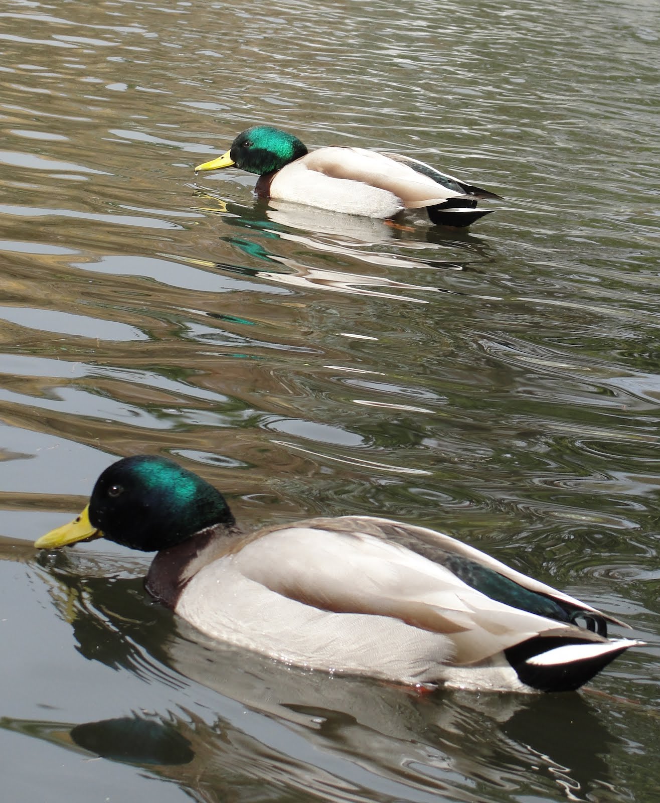 My life with the critters: Ducks, ducks and more ducks