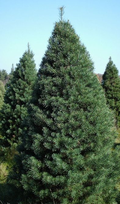 Criadero Kimbi: El Pino, el mejor amigo de los bosques