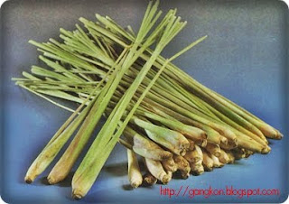 Medicinal Plants And Herb Uses for health: Citronella grass Benefits of ...