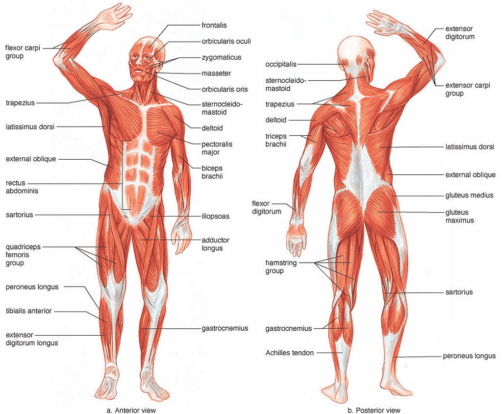 Health Science Technology I The Muscular System health-science-technology-i-the-muscular-system