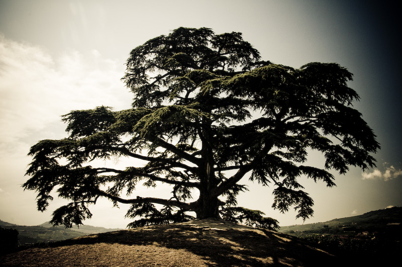 Il Cedro del Libano