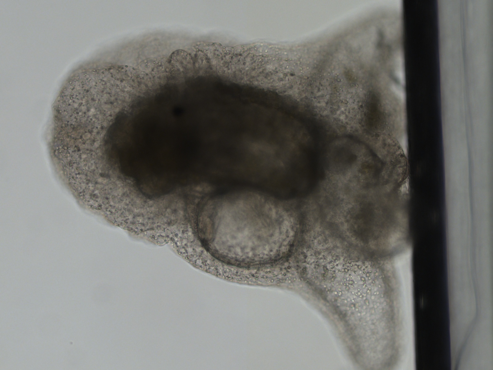 Invertebrate Embryology: Ascidian tadpole larvae: settlement and ...