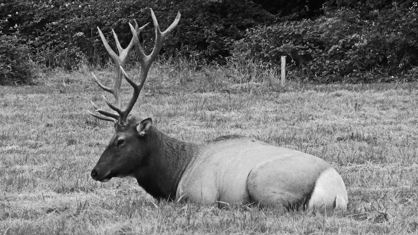 Weird Wonderful Wanderlust: CALIFORNIA: A Gang of Elk