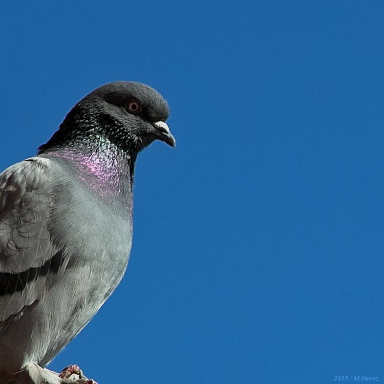 Studio Window: Rock Pidgeon