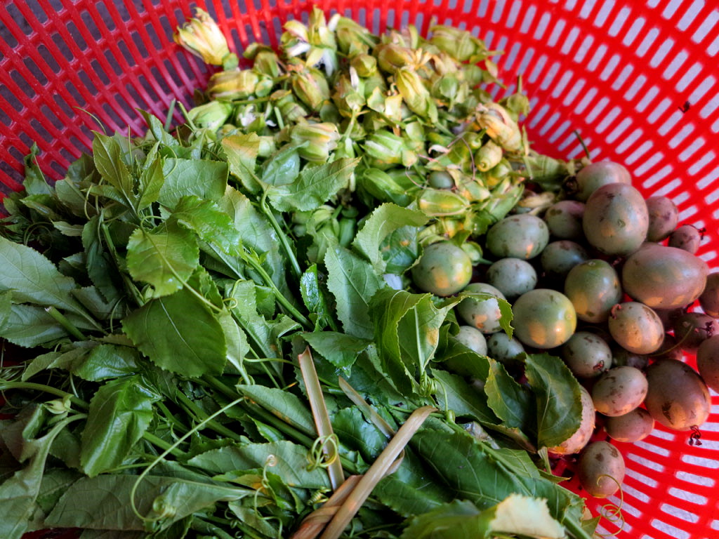 LƯU KHÂM HƯNG (劉欽興): HOA CHANH DÂY, MÓN NGON PHẢI THỬ