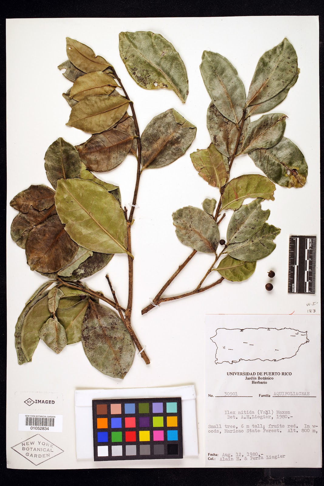 Flora de Puerto Rico Ilustrada Papo Vives: AQUIFOLIACEAE ILEX NITIDA ...