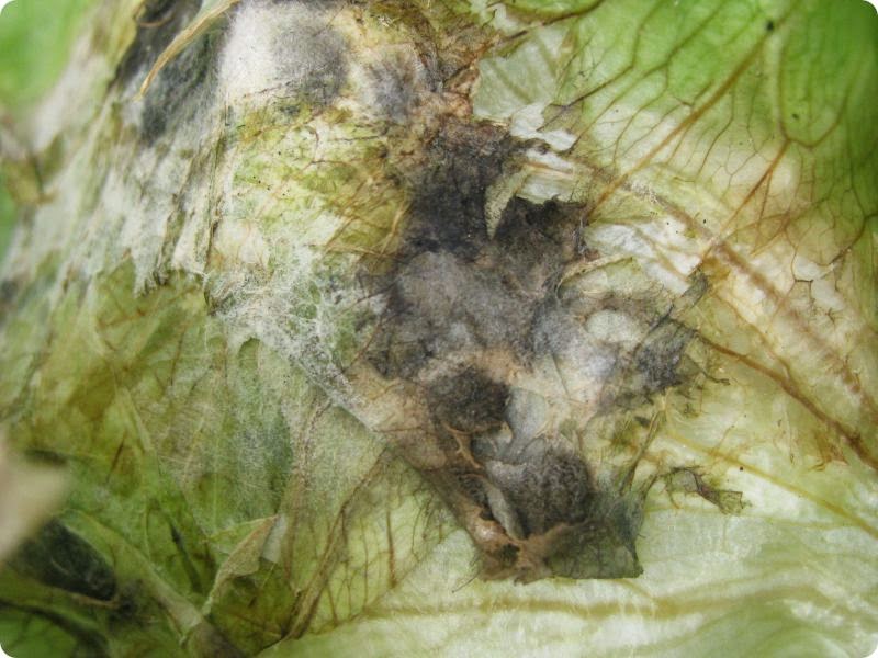 CULTIVODEPLANTASENPERU: MILDIU EN LECHUGA