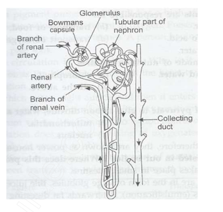 Study notes for Delhi Public school: NCERT Solutions CBSE Class 10 Life ...
