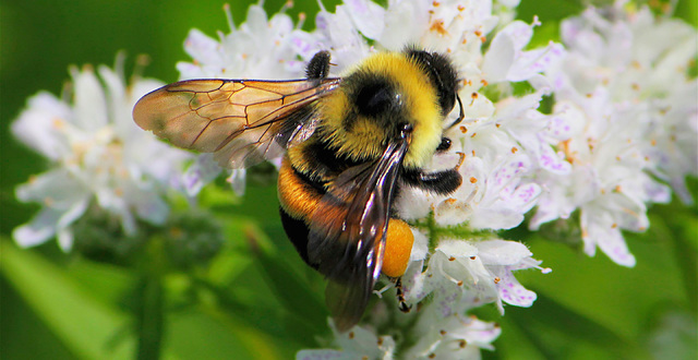 What's next for the Rusty Patched Bumble Bee? | The Dirt Diaries