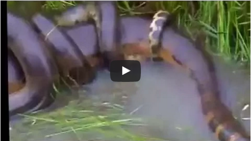 Giant Snake Mating Anaconda Mating | Vshare daily