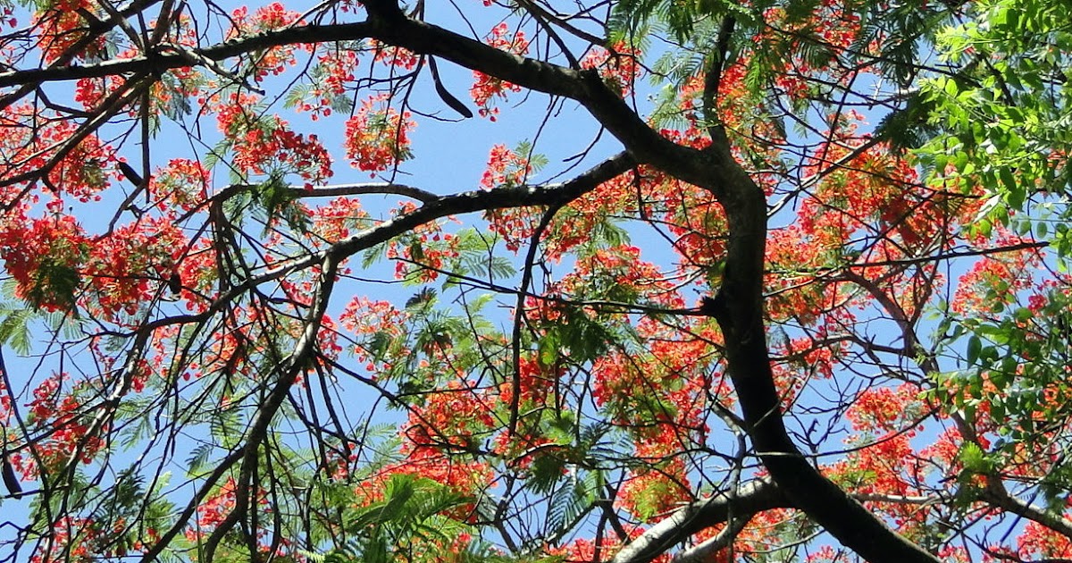 Cultura Guaraní: El Chivato