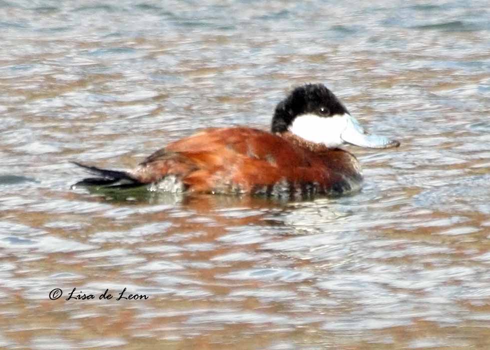 Birding with Lisa de Leon: Ruddy Duck