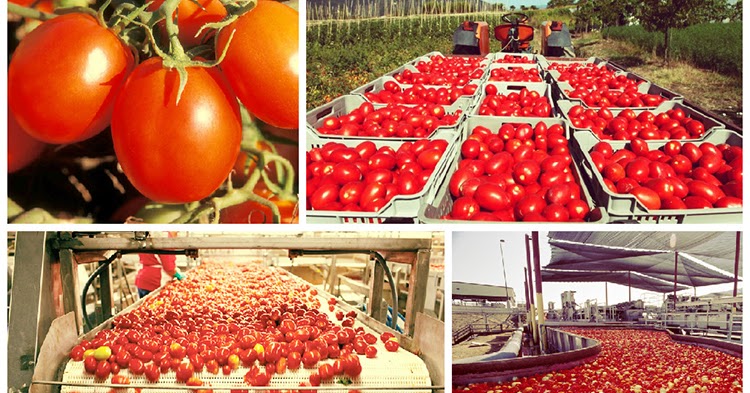 Tomato Processing Line