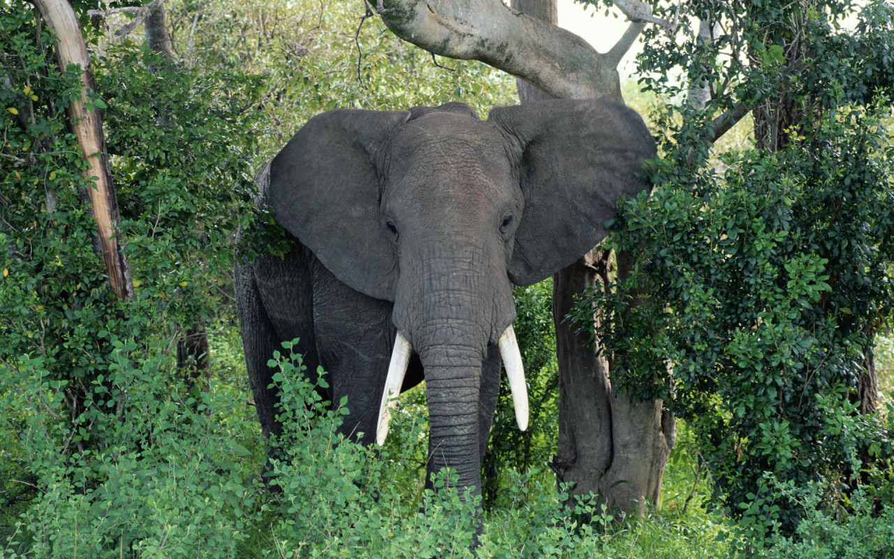African Elephant Latest Hd Wallpapers/Images 2013 | Beautiful And ...