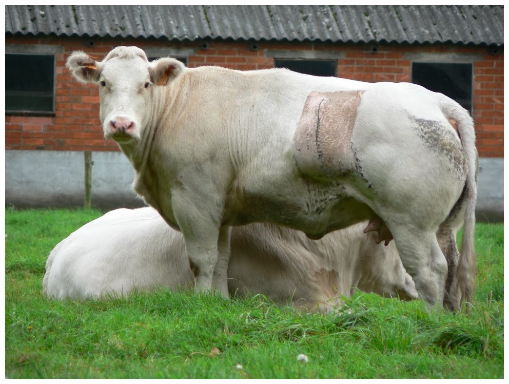 Generalidades de la Ganadería Bovina.: Belgian Blue (Blanco Azul Belga).