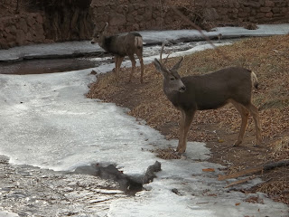 Colorado Pressless Native: Things before spring
