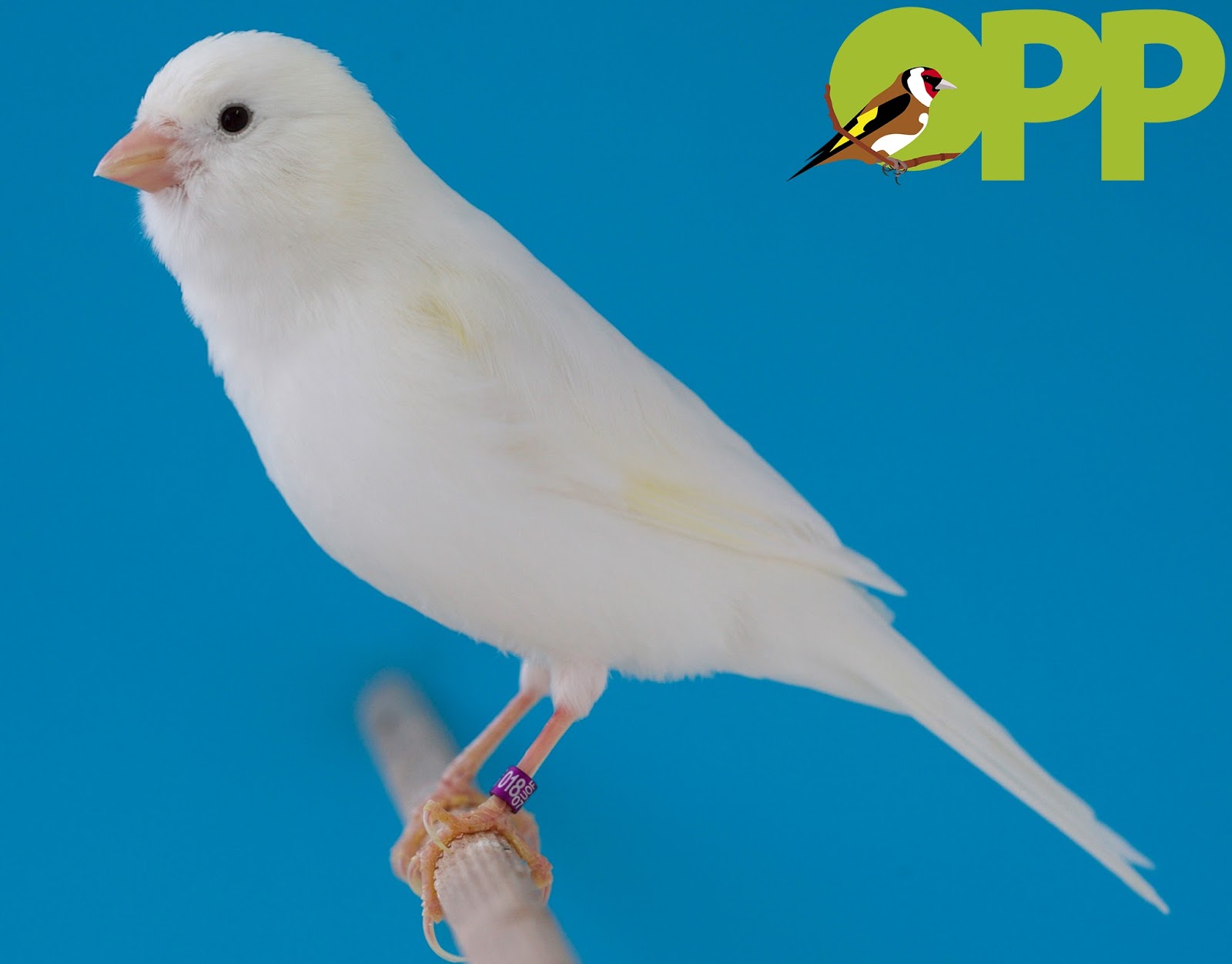 Les oiseaux / O.P.P.: Canaris de couleur : Blanc dominant