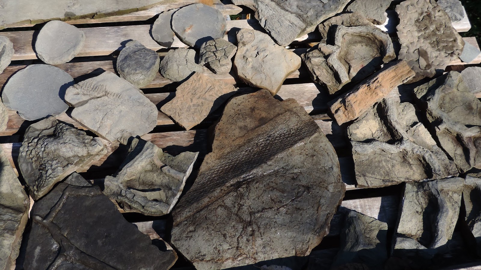 Travel with Kevin and Ruth: Fossil Hunting at Blue Beach, Nova Scotia