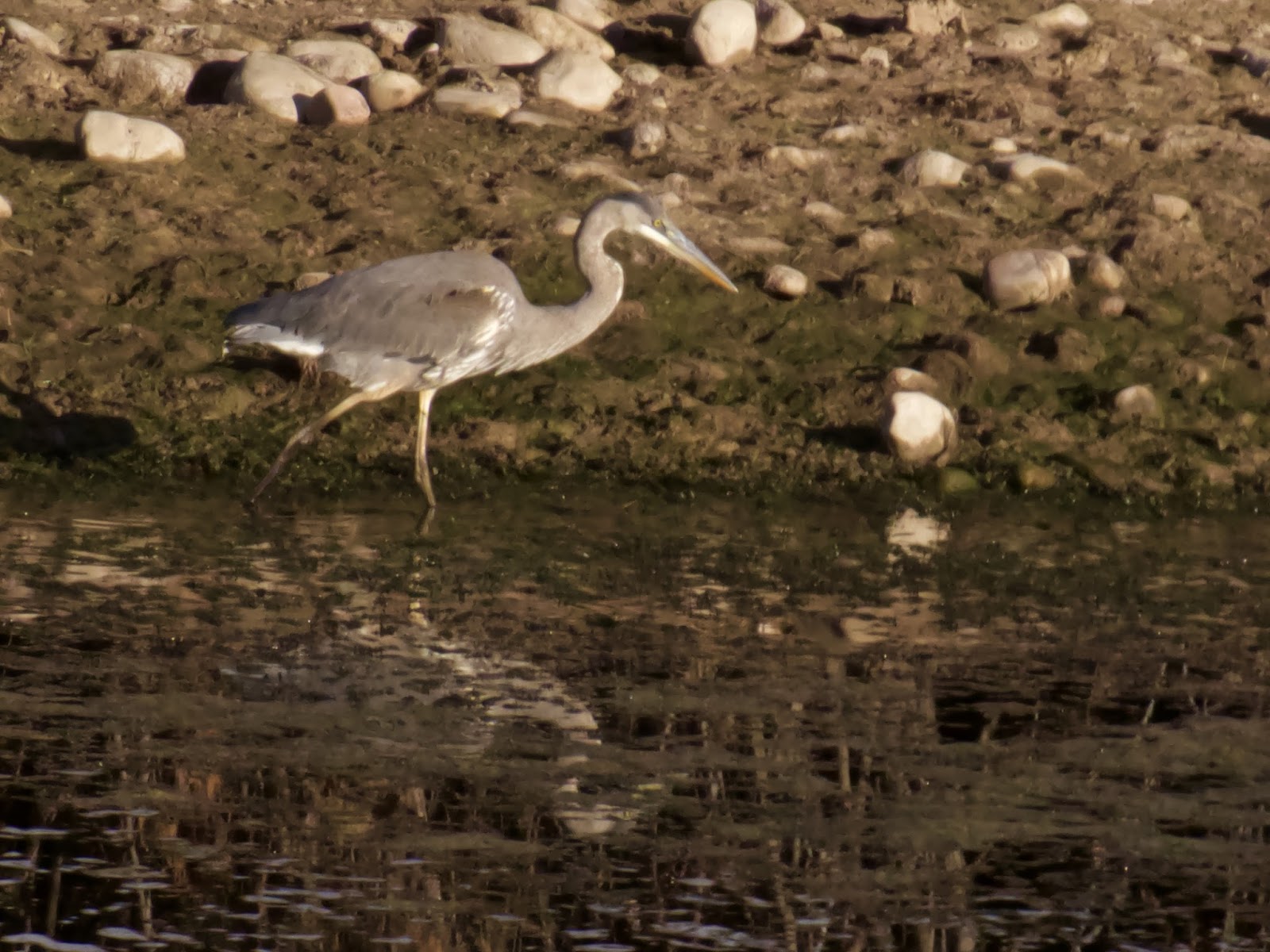 Babs' Birding Experiences : Coon Bluff Rec Area along Lower Salt River ...
