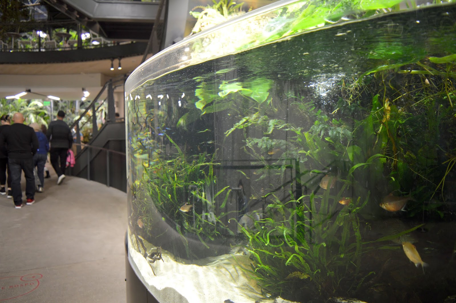 A Tour Of The Amazon Spheres in Downtown Seattle