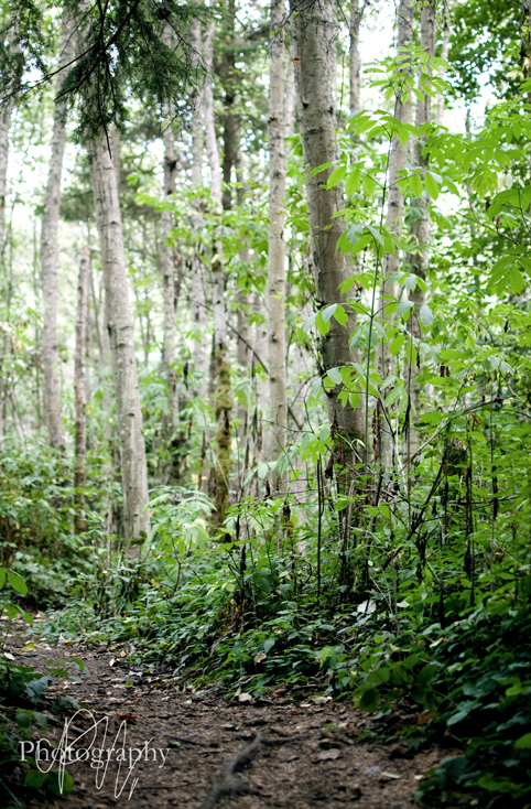 Philip Westfall Photography: In a Land of Trees and Water