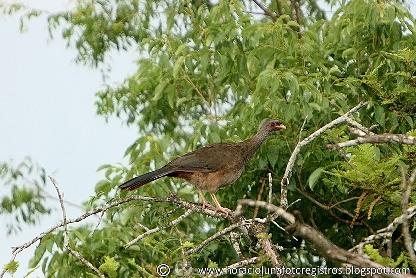 Aves de la provincia de Santa Fe: GO05 Bosques mixtos de las estancias ...