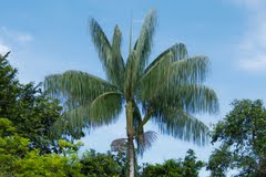 Utieb San Agustín: Pueblo Warao