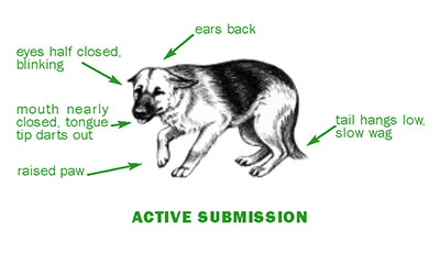 Puppy Engineer : 在了解你的狗之前，請先把牽繩繫上 (Before you know your dog, please put ...