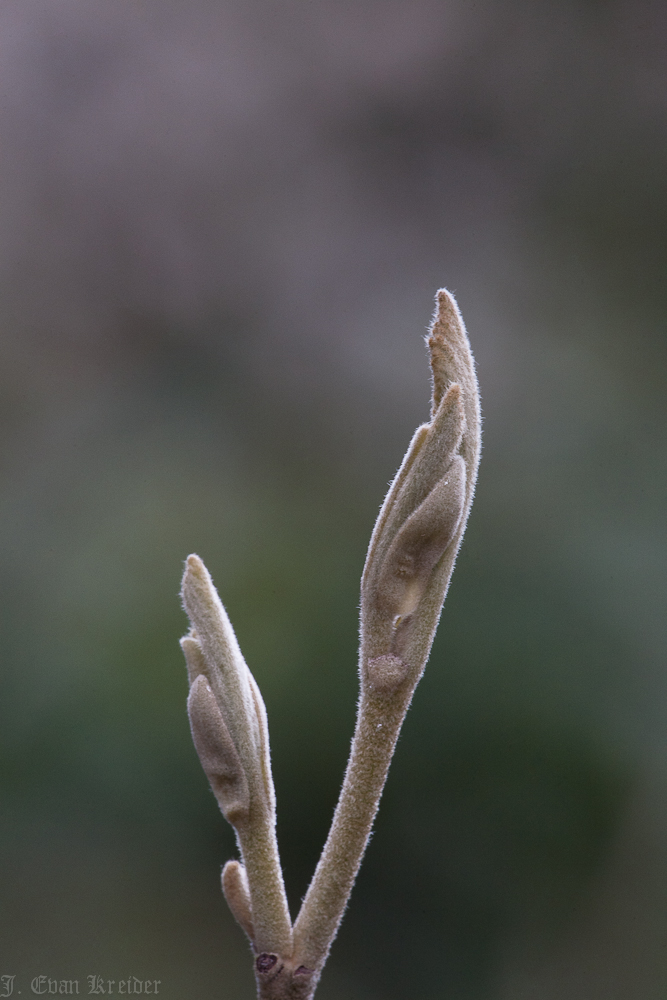 Kreider's Korner Photographs: More spring buds from Vancouver