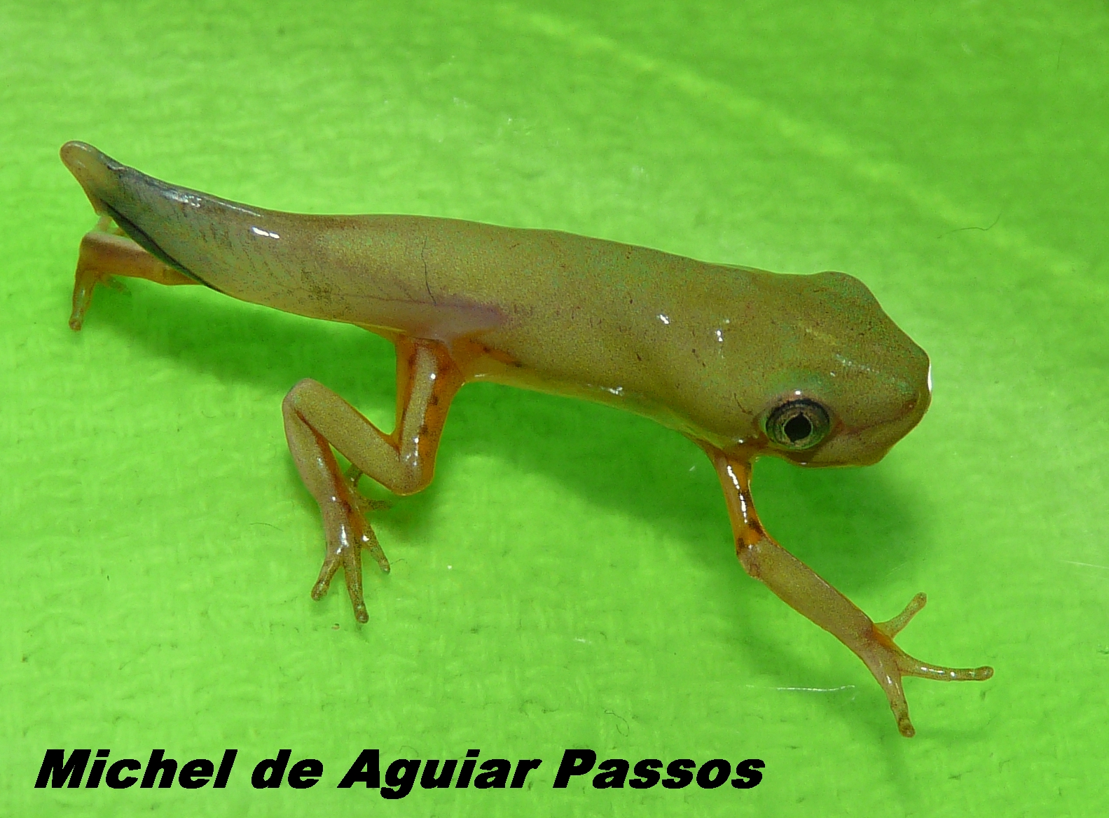 Herpetolife (Inicio): Pithecopus gonzagai