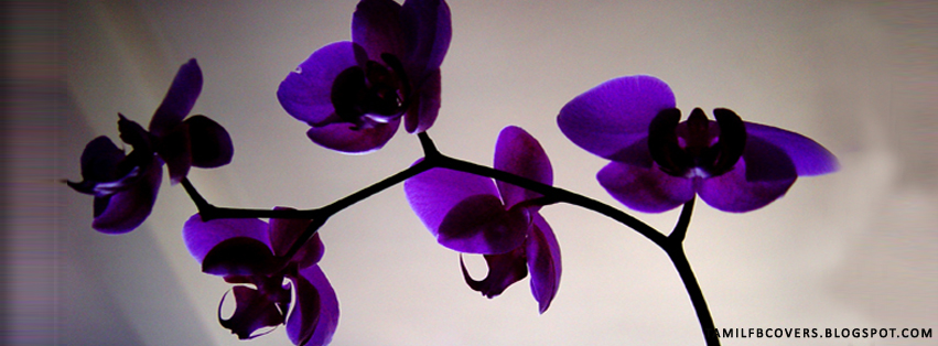 My India FB Covers: Purple Orchid - Flower FB Cover