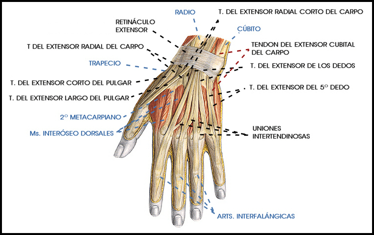 SALUD OCUPACIONAL: TENOSINOVITIS DE ESTILOIDES RADIAL