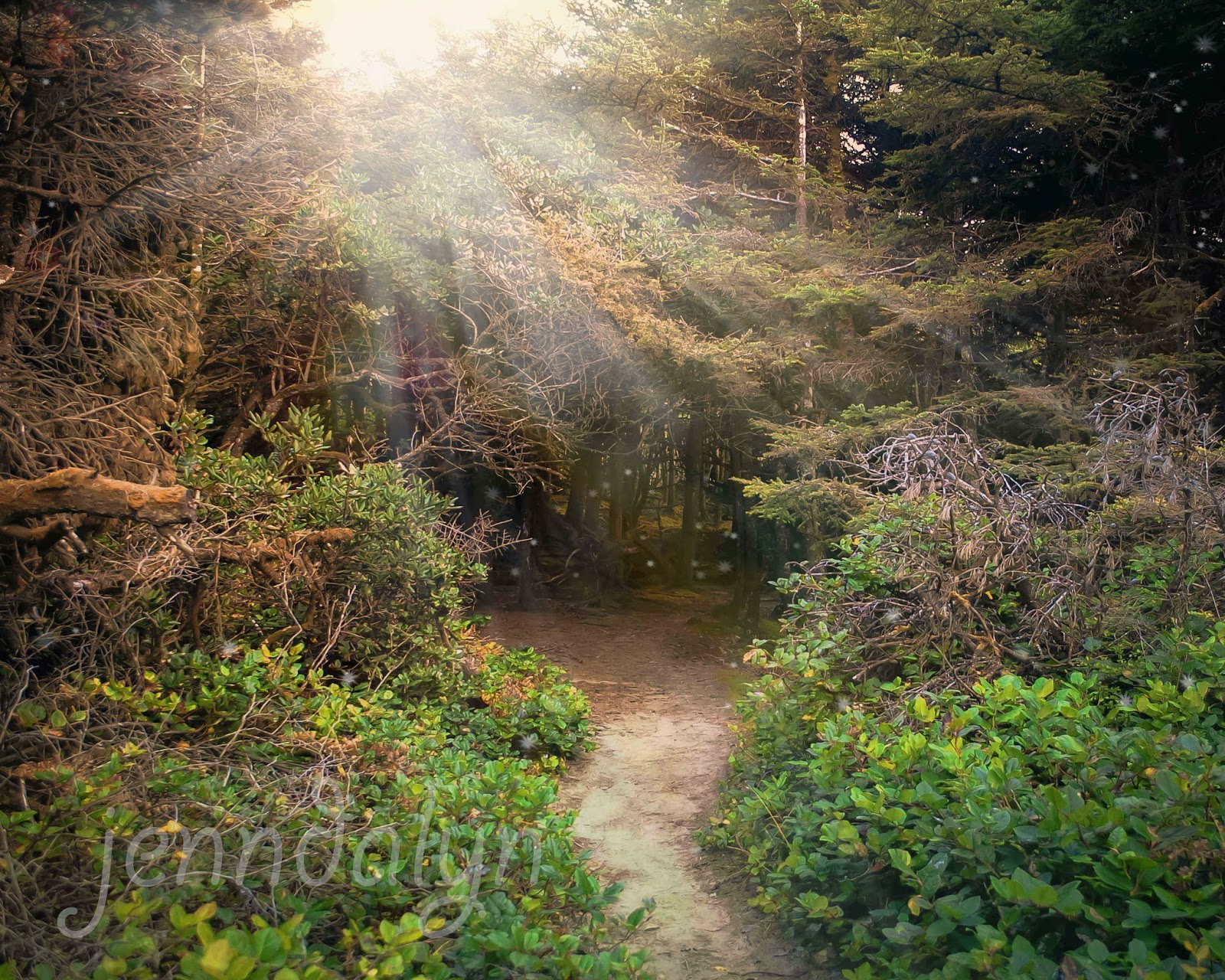 Create More Light: Oregon's Hobbit Trail: A Real Enchanted Forest.