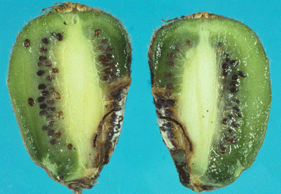 Plantdirect: Αντιμετώπιση του παθογόνου Alternaria alternata σε ...