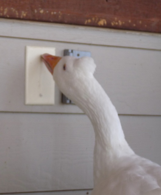 Farm Natters: The Usual Day of Destruction