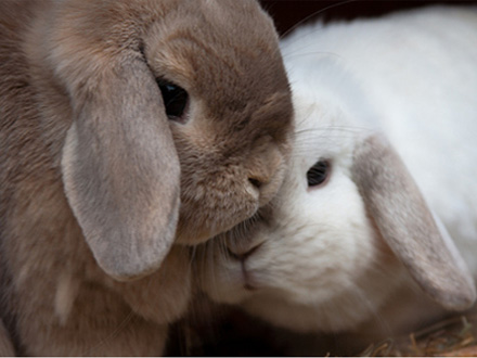 Cheiro de Bicho: O coelho como bicho de estimação