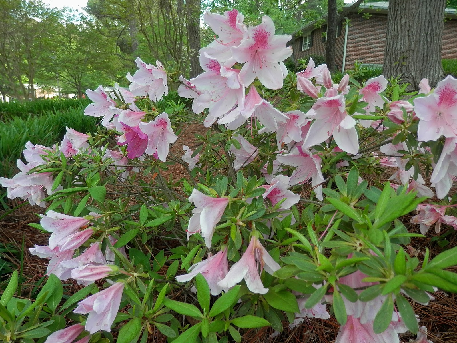 Dosanko in the South: George Tabor Azalea