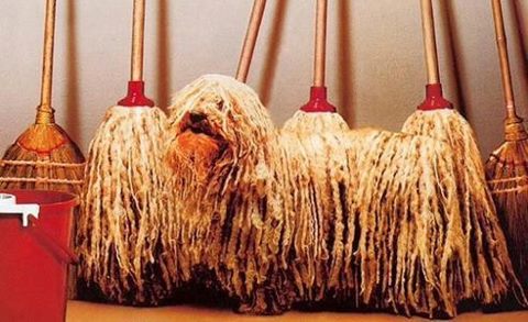 Fotos Curiosas: PERRO FREGONA