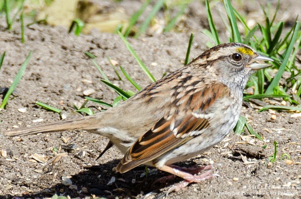 Prairie Nature: Regina Backyard Birds: Finches, Sparrows, Siskins ...