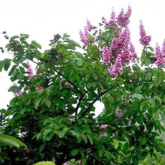 Papaleng Thoughts-Unplugged: Philippines Medicinal Plants Part Three